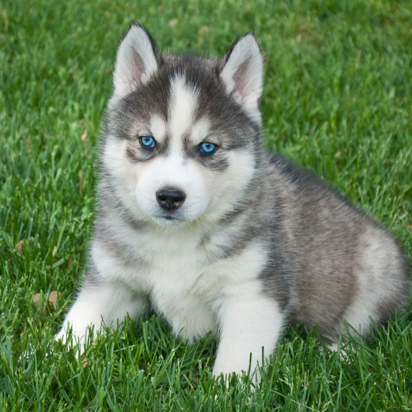 Chiot Husky 62 Husky's Ideas | Puppies, Dogs, Cute Dogs