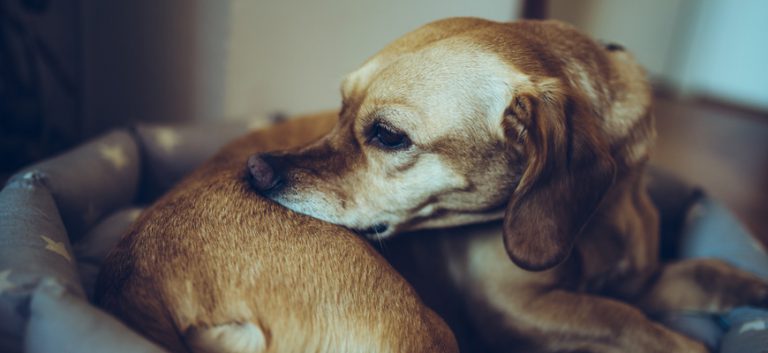 Mue du Chien : Conseils et Astuces - Companimo Blog