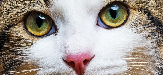 Comment prendre soin des yeux de son chat - Companimo Blog