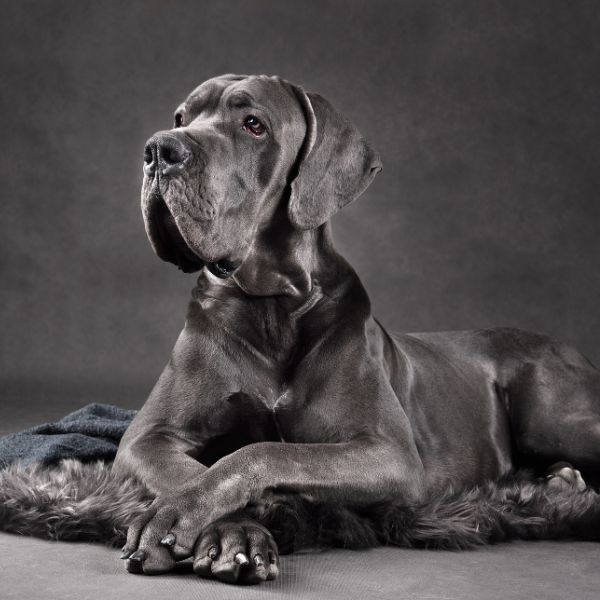 Le dogue allemand: un géant doux et affectueux - Companimo