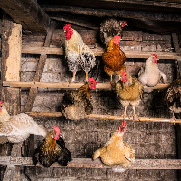 Mes poules ont des poux rouges | Companimo