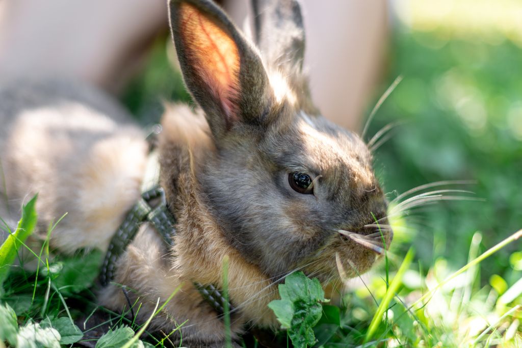 Transporter son rongeur ou son lapin | Companimo